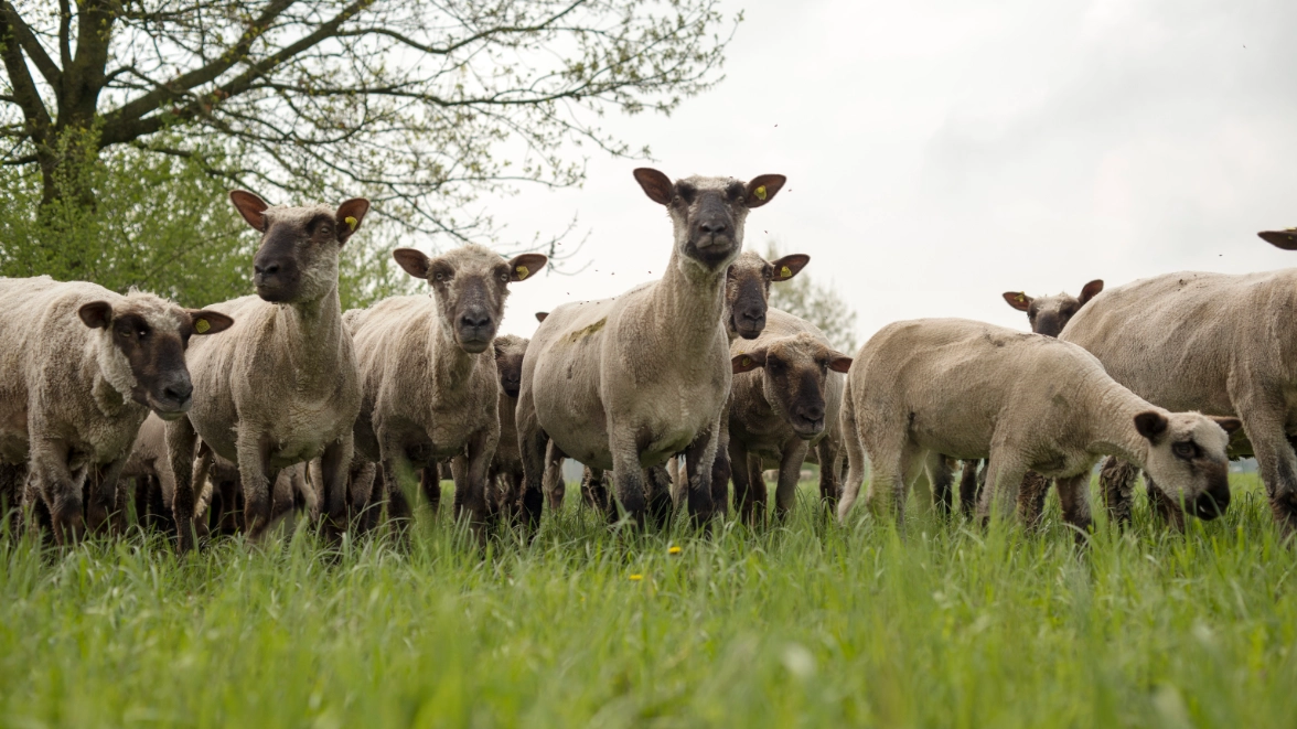 Le Bourgeon s’engage pour un élevage respectueux des animaux - Bio Suisse